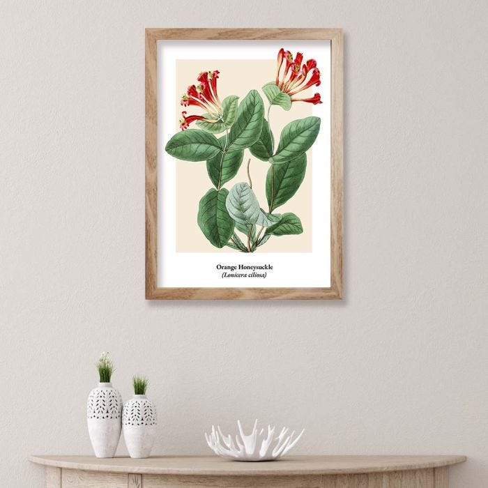 Orange Honeysuckle Flower Art Print Eltham | Snappy Snaps